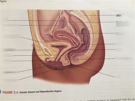 Human Sex Exam 1 Diagram Quizlet