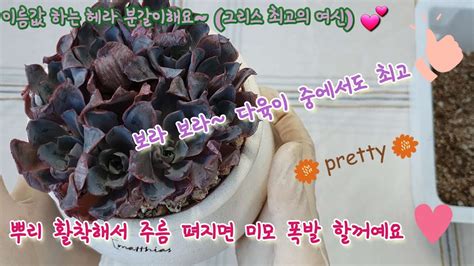 보라 보라~다육이 중에서도 미모 뿜뿜 최고의 여신 헤라 분갈이해요~💕 Youtube