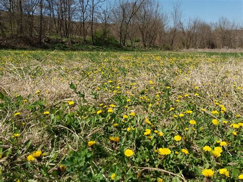 Здружение на граѓани Еколошко друштво Еко Чифлик