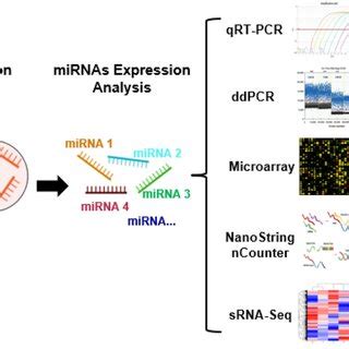 Methodologies For Circulating MiRNA Profiling MiRNAs Are Extracted Download Scientific Diagram