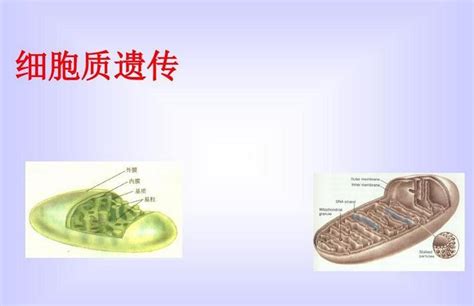 细胞质遗传图册 360百科