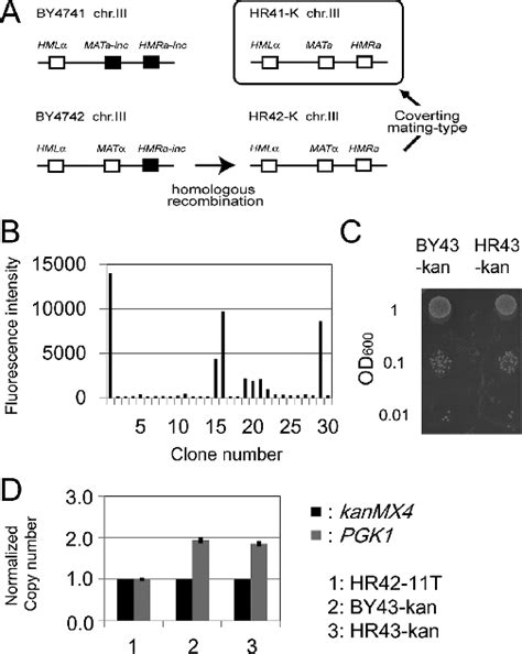 Conversion Of Mating Type From MAT To MATa Without Download Scientific Diagram