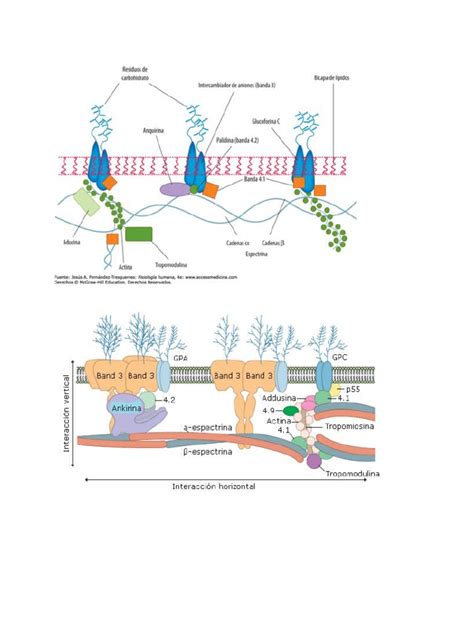Membrana De Eritrocito Pdf