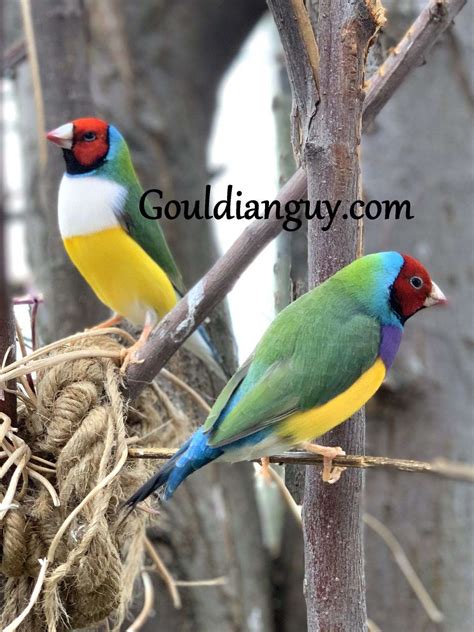 Lady Gouldian Finches Free Express Shipping