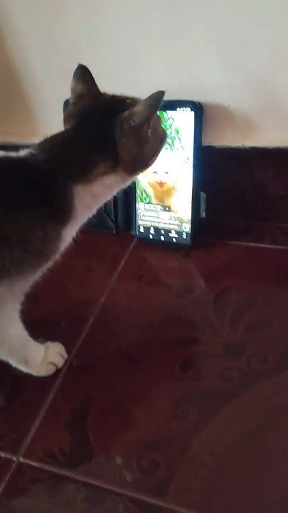 එයාගේ පටිය හොයනව 💕😋 Youtube