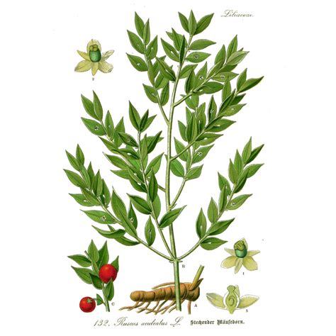Fragon – Pinède & Garrigue
