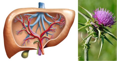 ღვიძლის მოსარჩენად ბუნებამ ბაყაყურათი დაგვასაჩუქრა სასარგებლო რჩევები