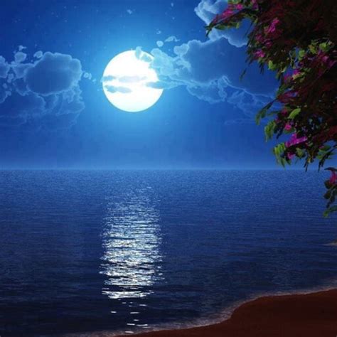 Dalia Mohamed Professor Full Professor Of Histology And Cell