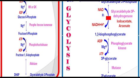 GLYCOLYSIS PART AND REGULATION Day YouTube