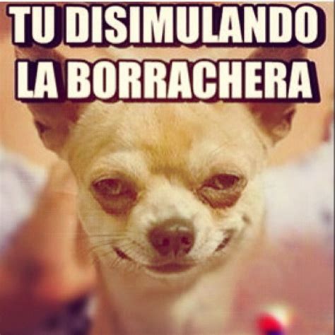Los Mejores Memes De Perros Para Compartir En Los Estados De Whatsapp
