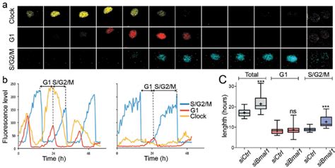 Cell Cycle Dynamics In Sictrl And Sibmal1 Cells A Representative Download Scientific Diagram