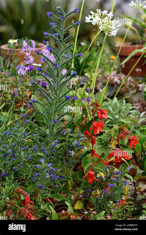 Echium Vulgare Vipers Bugloss Begonia Boliviensistrailing Begonia