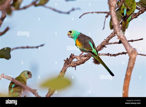 Golden Shouldered Parrot Psephotus Chrysopterygius On A Tree
