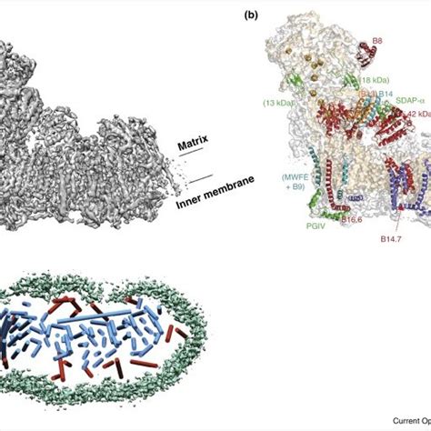 Architecture Of Mammalian Respiratory Complex I In The Inner Membrane Download Scientific