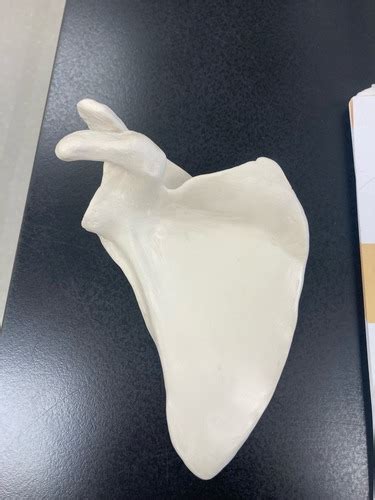 Appendicular Skelton Lab Flashcards Quizlet