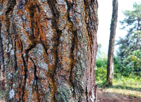 Why Do Trees Have Bark No 2 Reason Might Surprise You