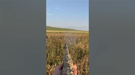 ნადირობა მწყერზე ნინოწმინდა 📍 ნადირობა Youtube