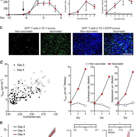 Tils Engage In Short And Long Term Interactions With Tumor Cells In