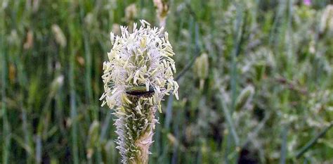 Hierba Timotea Historia Y Características Jardinus