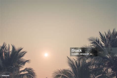 하늘과 햇빛에 대 한 야자수 열 대 해안 빈티지 톤 및 양식 코코넛 나무 여름 나무 레트로에서 야자수 0명에 대한 스톡 사진 및 기타 이미지 Istock
