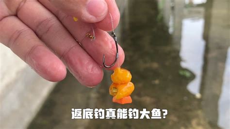 号称专钓大鱼的反底钓法效果究竟如何钓鲤鱼真好使 体育 钓鱼 好看视频
