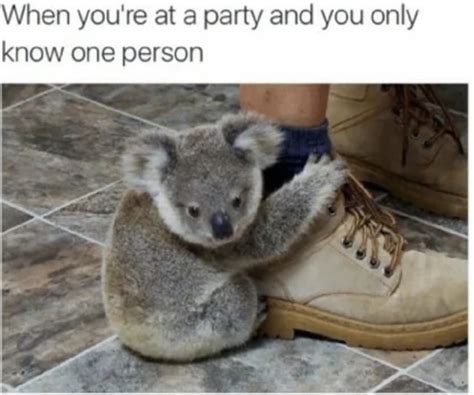 Scary Koala Meme