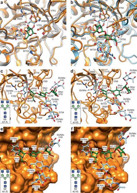 Structural Basis Of Endoe Gh20 Domain Substrate Specificity A B