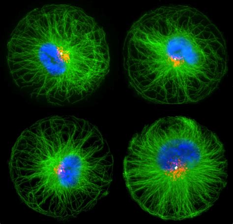 Gallery Cytomorpholab