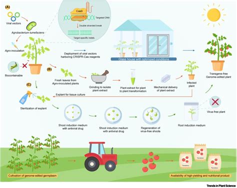 Viral Vectors As Carriers Of Genome Editing Reagents Trends In Plant Science