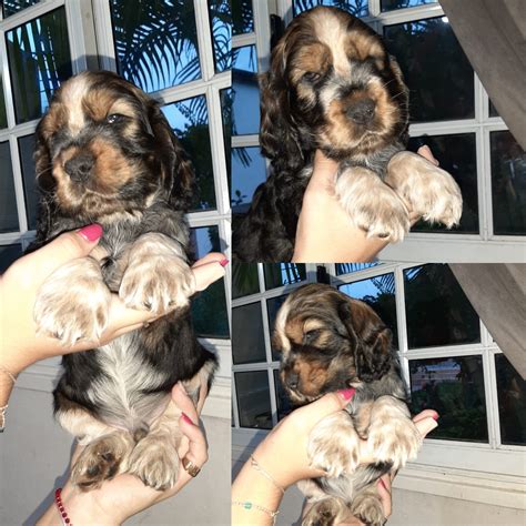 Chocolate Sable Cocker Spaniel Buyers Guide 2024 Cocker Spaniel Journal