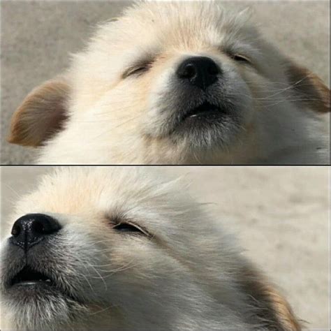 세상 제일 귀여운 견종  유머 재미 감동 네모판