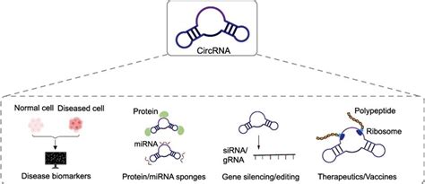 Why Is Circular Rnacircrna A Hot Topic In Gene Regulation Rna
