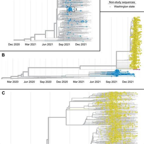 Phylogenetics Of Sequenced Campus Viral Genomes A Phylogenetic Tree Of