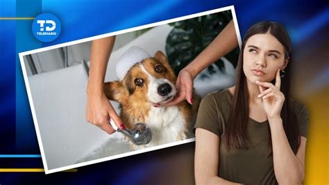 Petco Saltillo Cuánto Cuesta Bañar Un Perro Telediario México