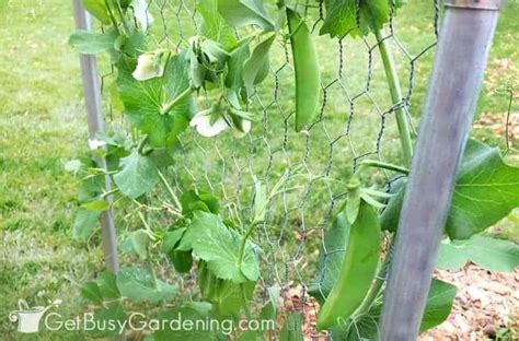 How To Trellis Peas In Your Garden EASY Guide Get Busy Gardening