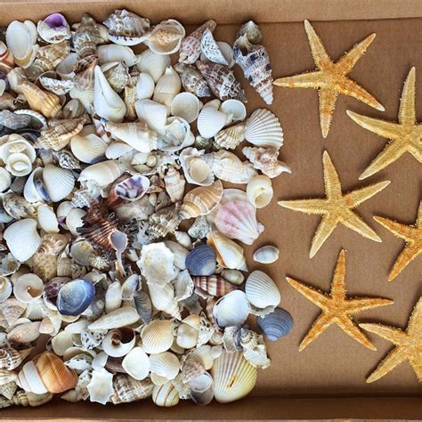 Flat Spiral Shells Etsy