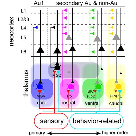 Segregated Input To Thalamic Areas That Project Differently To Core And Shell Auditory Cortical