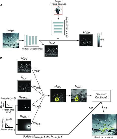 Architecture Of The Computational Model A The Model Has A Ventral