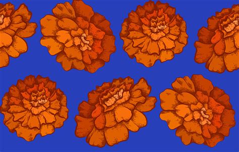 파란색 배경에 메리 골드 꽃의 다채로운 식물 스케치와 매끄러운 패턴 꽃 자연 드로잉 벡터 직물 연필 러프 드래프트 패브릭 금잔화