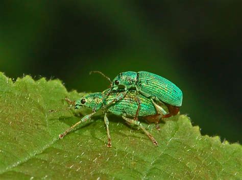 Green Immigrant Leaf Weevil Identification Life Cycle Damage