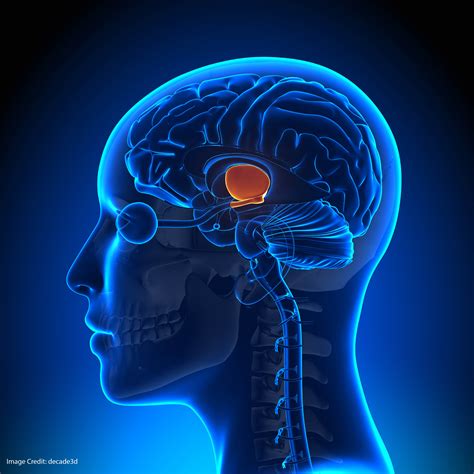 Can You Resist The Seductive Allure Of Neuroscience Education