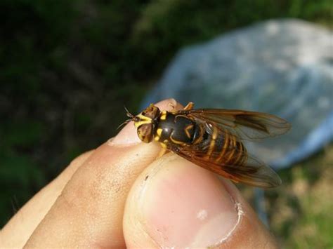 晩夏の樹液めぐり