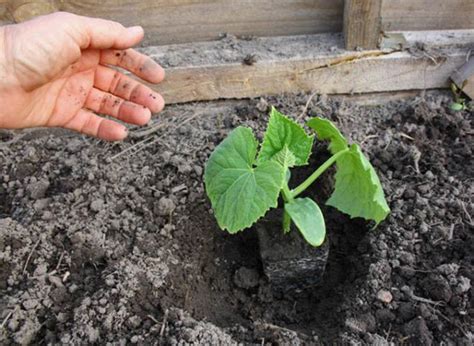 Как правильно посадить огурцы на рассаду - выращивание в домашних условиях