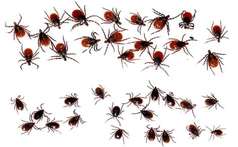 Nsf Eid Lyme Gradient Project Life Stages Of The Blacklegged Tick Ixodes Scapularis