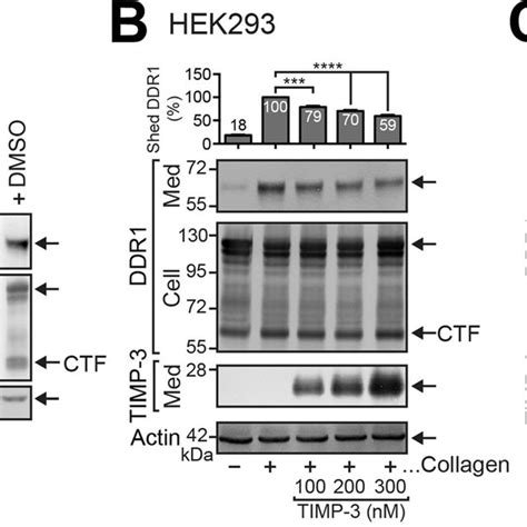 Collagen Binding But Not Ddr1 Phosphorylation Is Required For Ddr1
