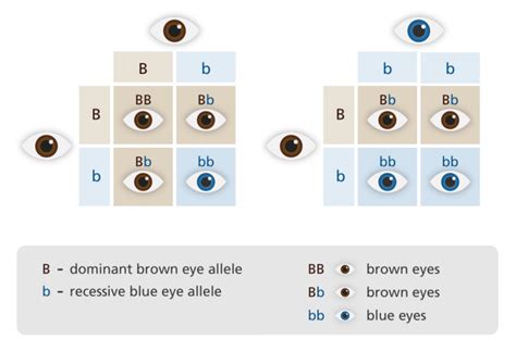 Examples Of Recessive Traits Understanding Genetic Inheritance Examples Of Recessive Traits Understanding Genetic Inheritance