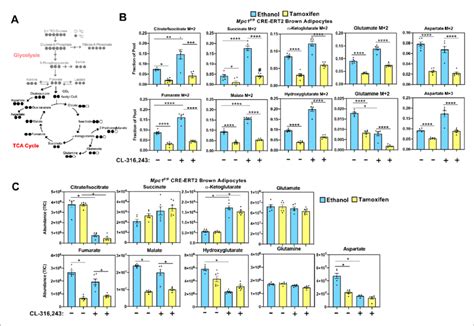 Mitochondrial Pyruvate Transport Is Required For 13 C Glucose Derived Download Scientific
