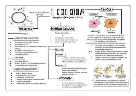 Ciclo Celular Y El Cancer Mapa Conceptual División Celular