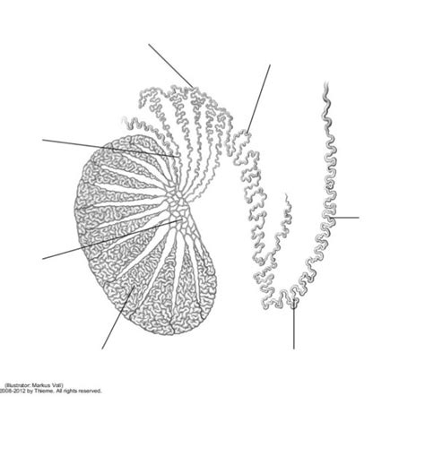 The Male Duct System Diagram Quizlet