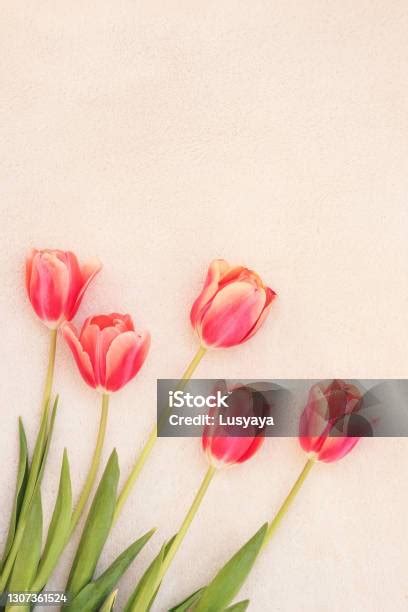 흰색 베이지 색 담요 배경에 핑크 튤립 맨 위 보기입니다 공간을 복사합니다 인사말 카드 개화기에 대한 스톡 사진 및 기타 이미지 Istock